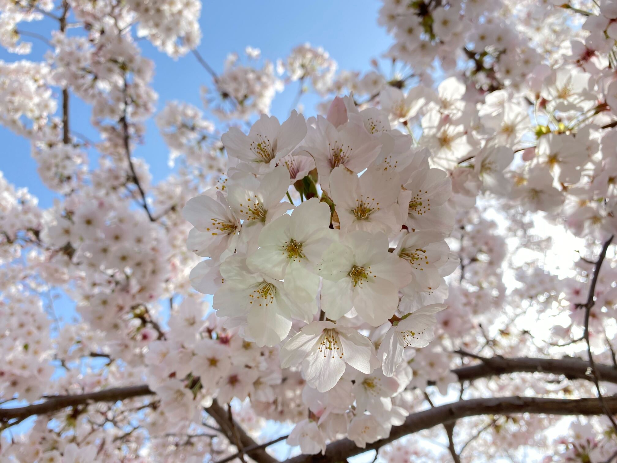 Spring in the Oki Islands: Places to Go and Things to Know | Features ...