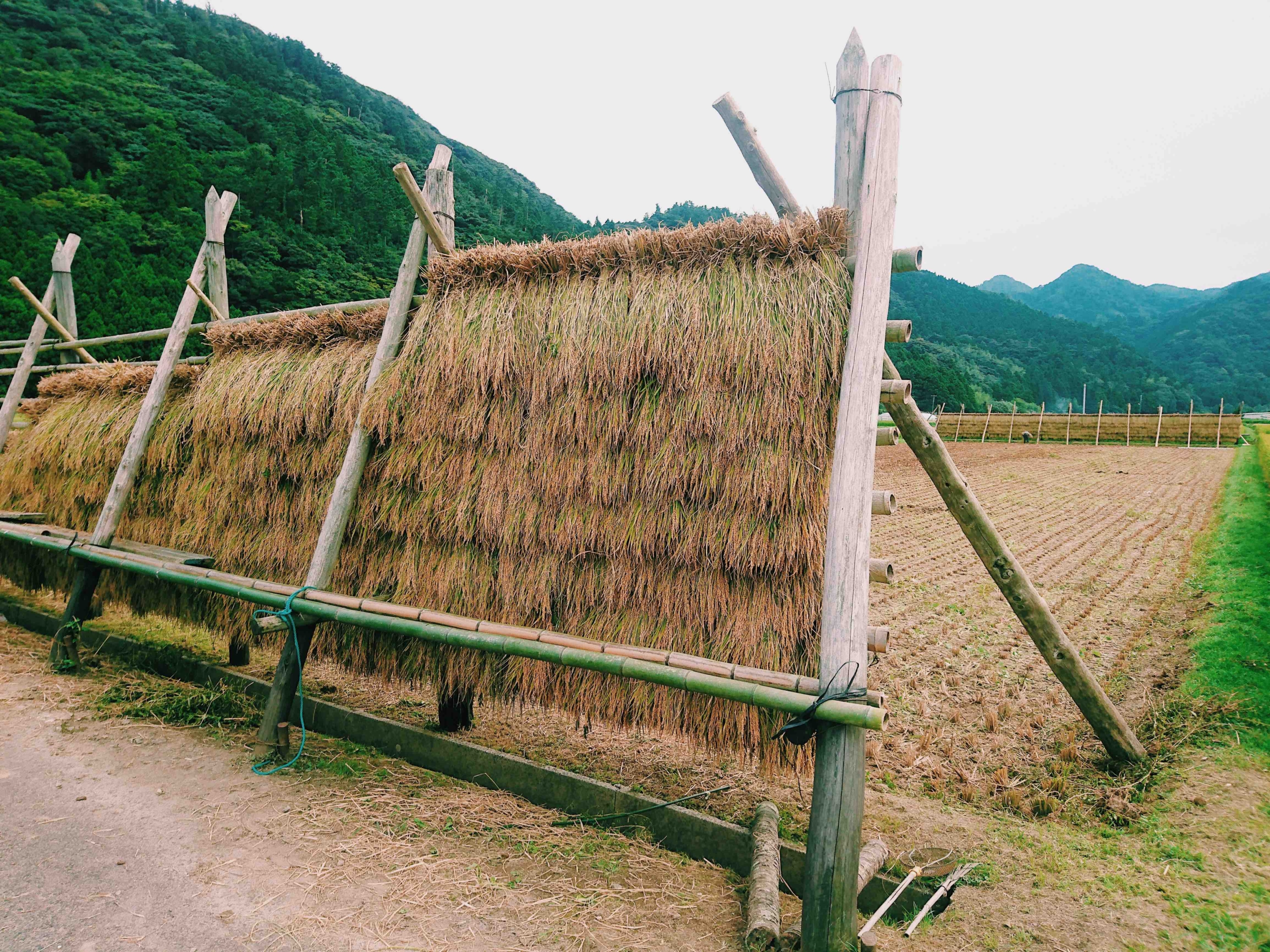 Autumn in the Oki Islands: Places to Go and Things to Know | Features ...