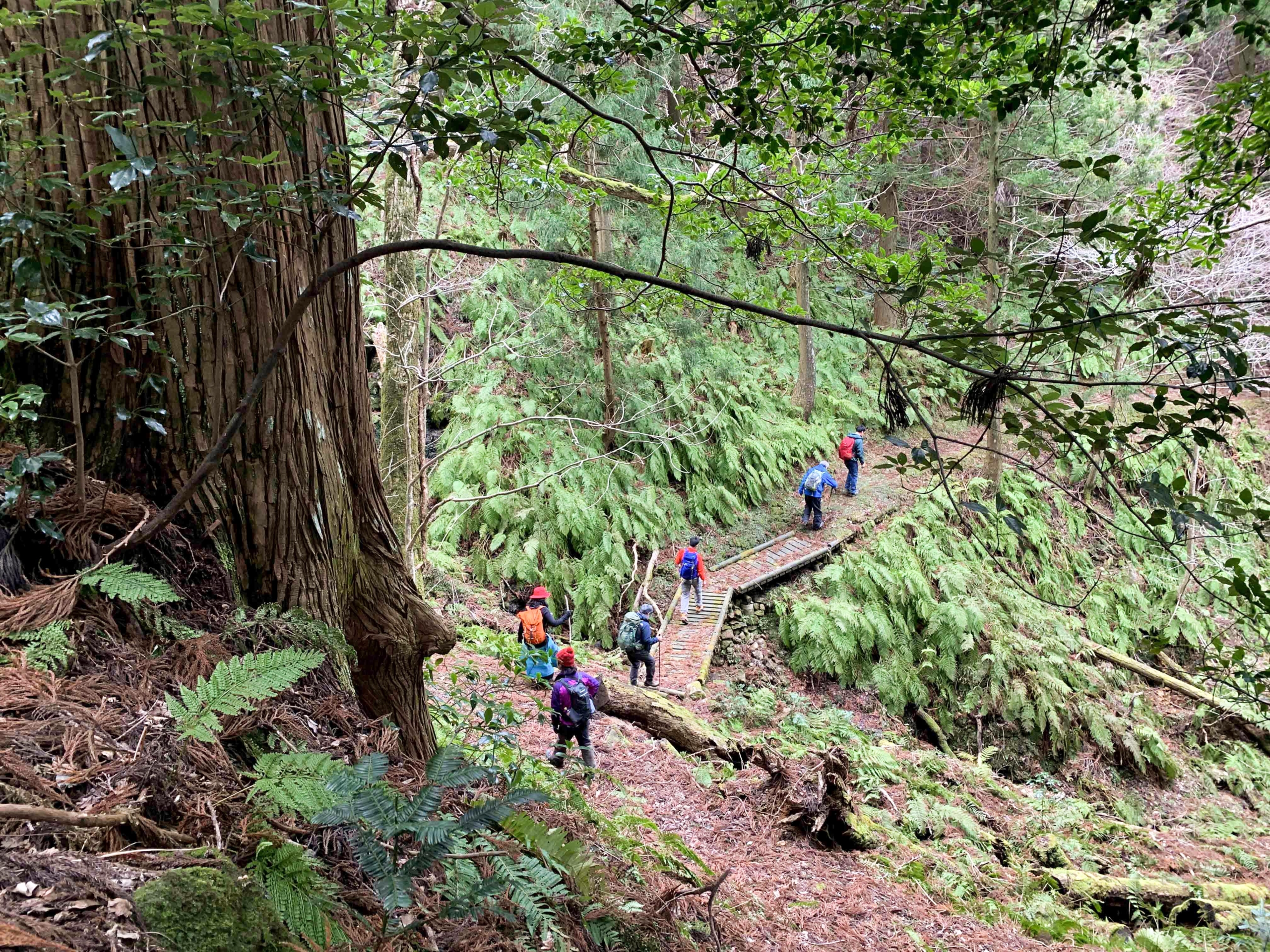 Mt. Daimanji, Washigamine Ridge, Tokage-iwa Trekking in Okinoshima Town ...